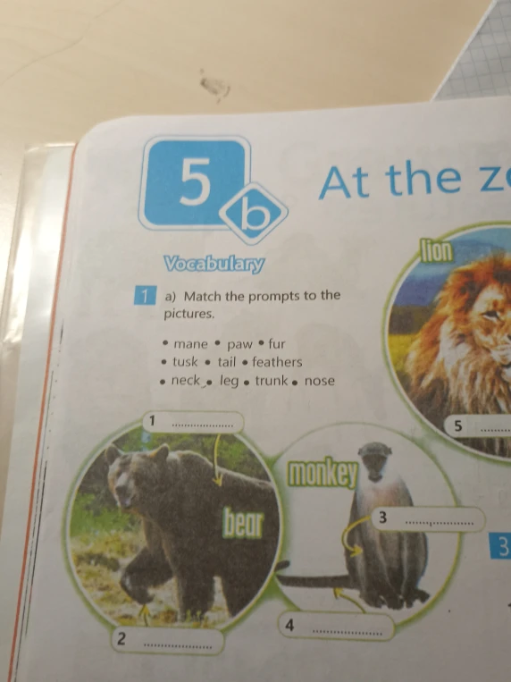 Match the prompts to the pictures: mane, paw, fur, tusk, tail, feathers ...